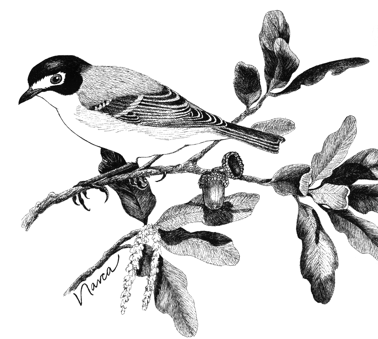 Black-capped Vireo – Art & Other Adventures with Narca
